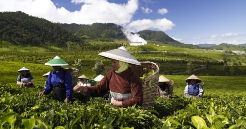 PT Johnson & Johnson Indonesia Collaborates with Star Energy Geothermal ...